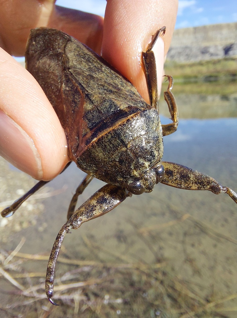 American Giant Water Bug from Red Deer River valley, Starland County ...