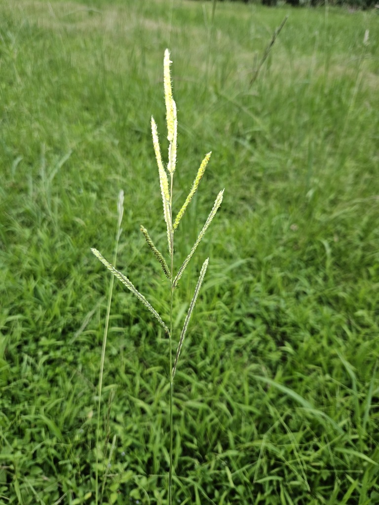 Vasey Grass from 台灣臺北 on September 21, 2023 at 05:38 PM by 胡正恆(Jackson ...