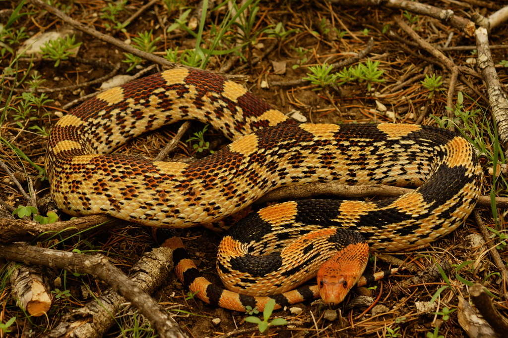 (Pituophis deppei jani) - Snakes and Lizards