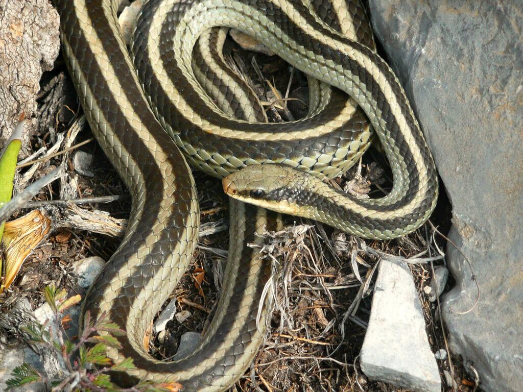 Texas Patch-nosed Snake from Arteaga, Coah., México on November 9, 2008 ...