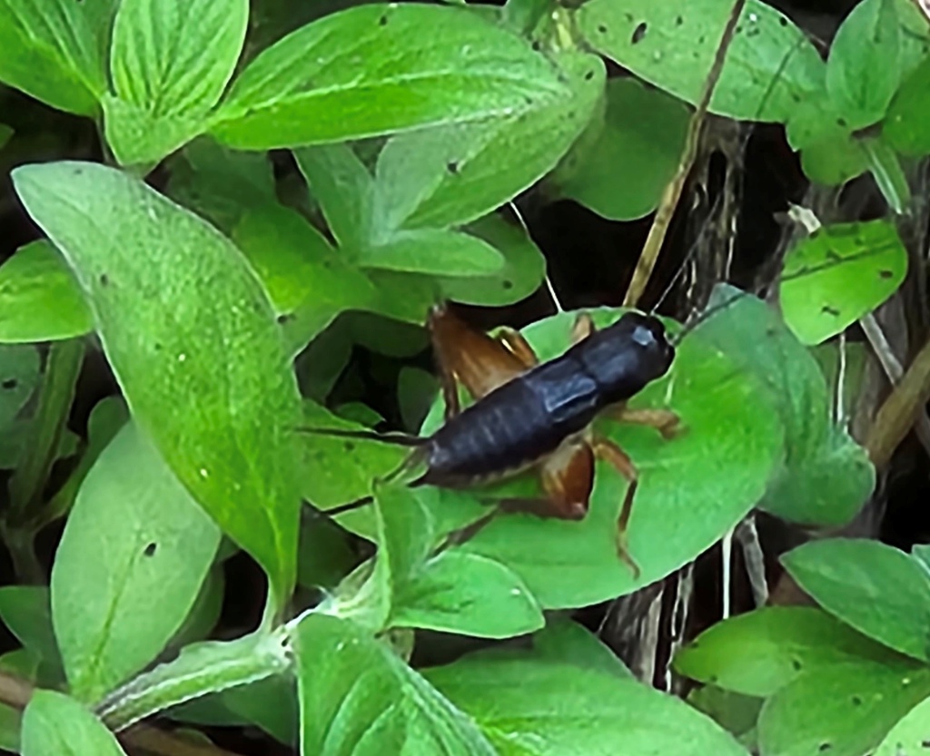 Mitius flavipes from 台灣臺北 on September 21, 2023 at 05:39 PM by 胡正恆 ...