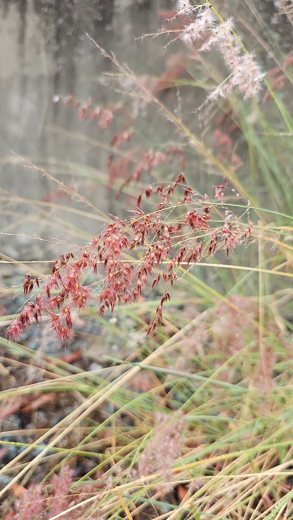 Natal grass from Mount Rooper on October 1, 2023 at 01:09 PM by izzy ...