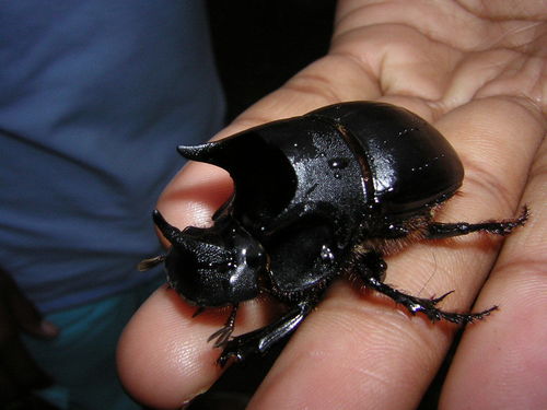 Heliocopris tyrannus · NaturaLista Colombia