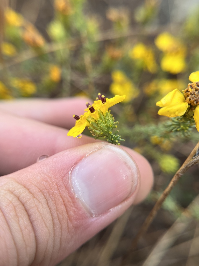 graceful tarplant in September 2023 by jack · iNaturalist