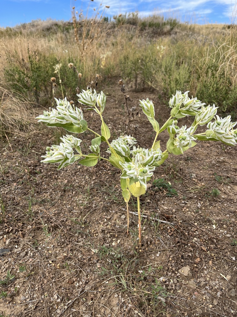 snow-on-the-mountain from Fossil Trail, Golden, CO, US on September 30 ...