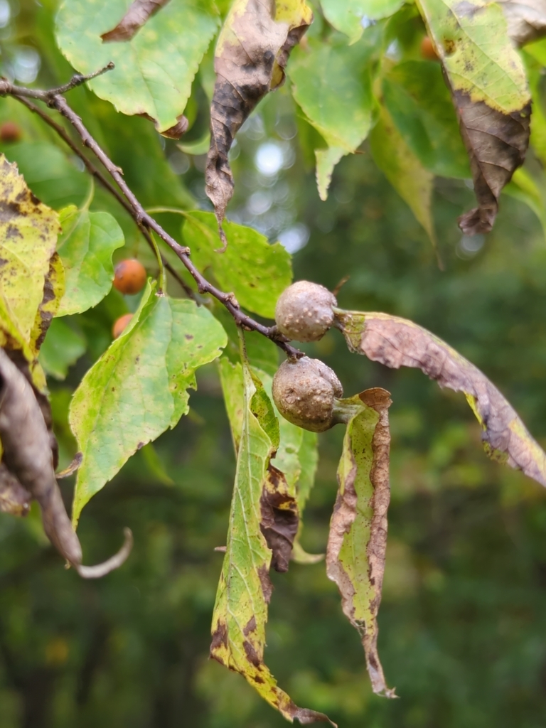 Hackberry Petiole Gall Psyllid from Powhatan County, VA, USA on ...