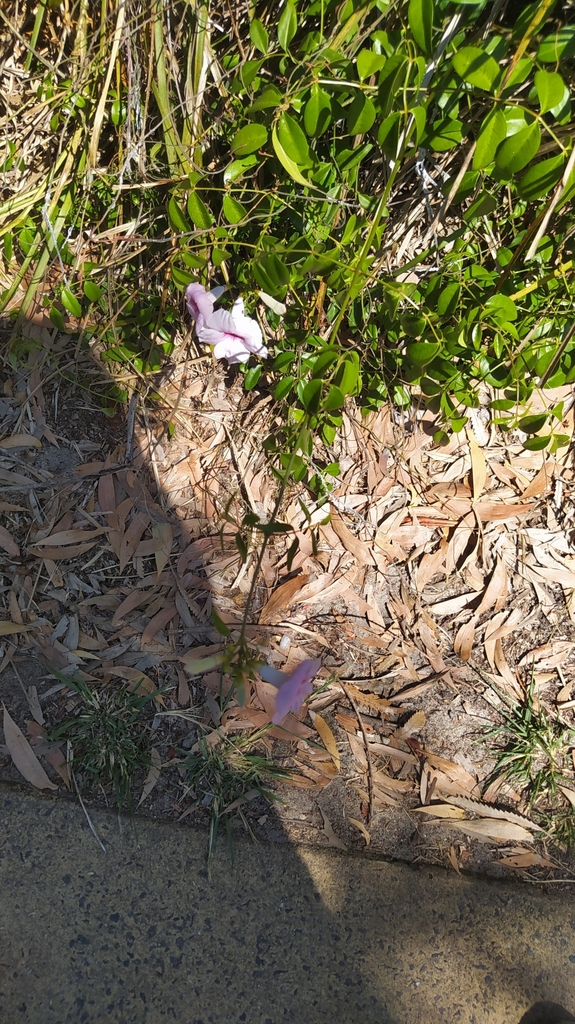 Bower Plant from Currimundi QLD 4551, Australia on October 1, 2023 at ...