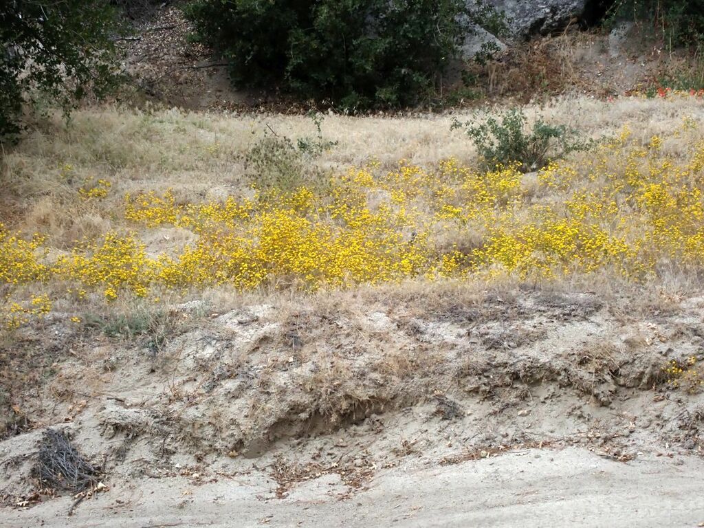 valley lessingia from Riverside County, CA, USA on September 27, 2023 ...