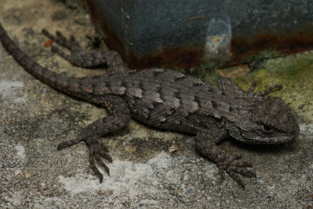 Eastern Fence Lizard from Wilkes County, NC, USA on September 30, 2023 ...