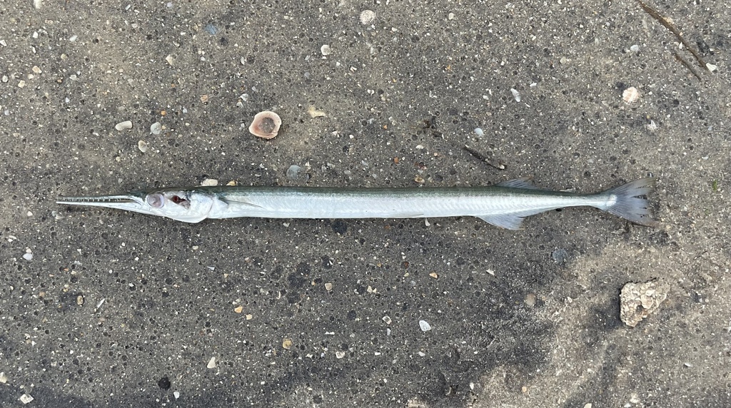 Atlantic Needlefish from Sebastian Inlet State Park, Vero Beach, FL, US ...