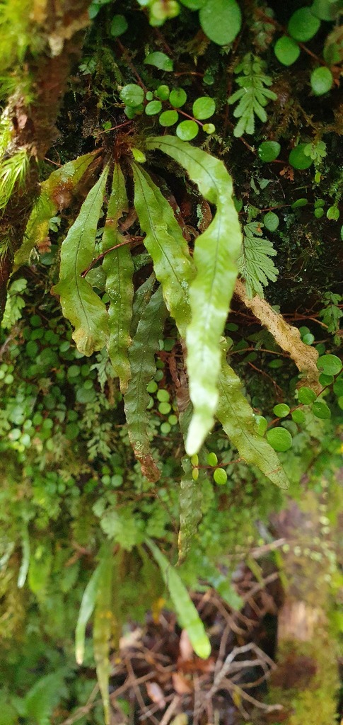 Strap fern from New Plymouth District, Taranaki, New Zealand on October ...