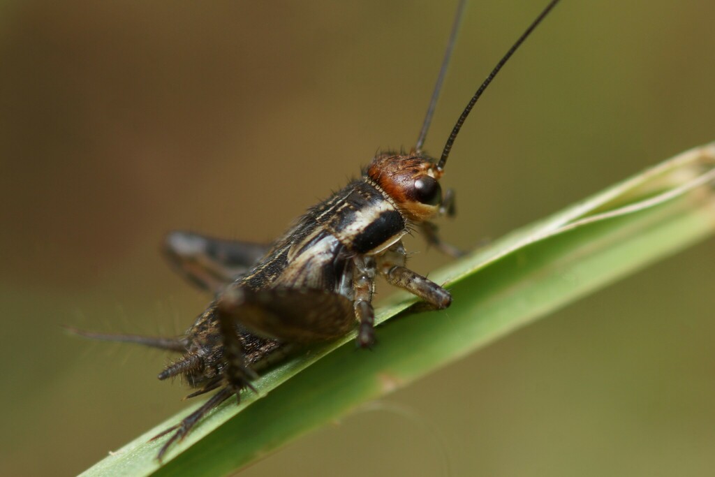 Striped Ground Cricket from Wilkes County, NC, USA on September 30 ...