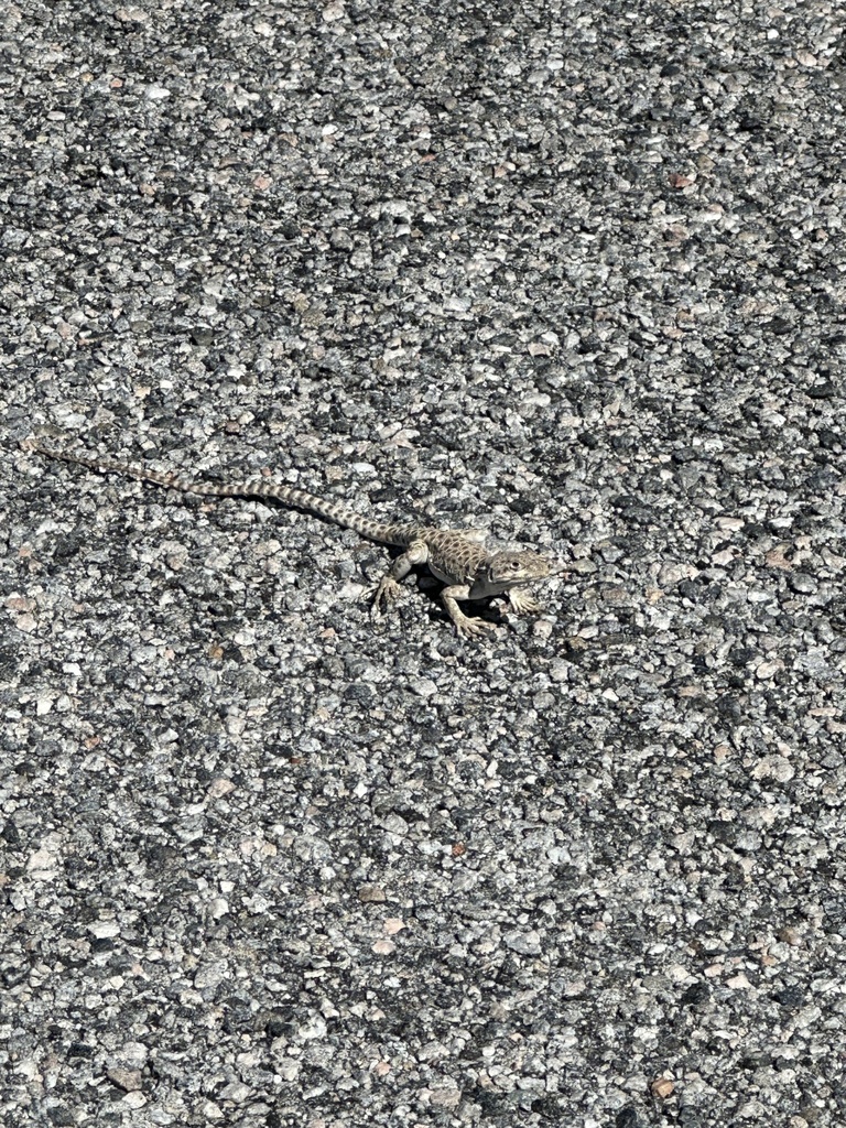 Long-nosed Leopard Lizard from Joshua Tree National Park, Indio, CA, US ...