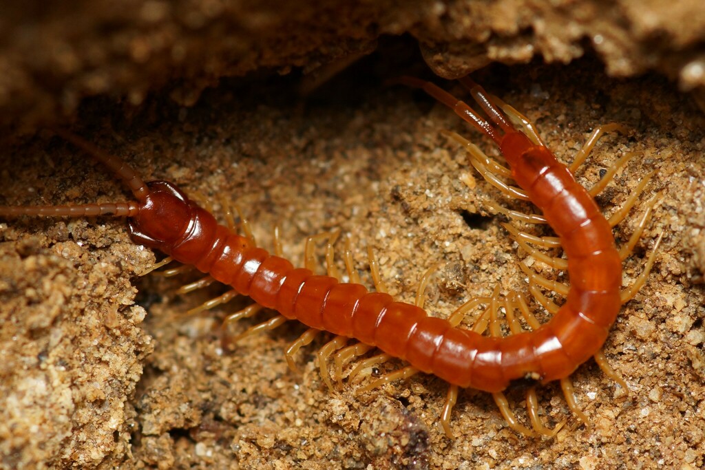Eastern Red Centipede from Wilkes County, NC, USA on September 30, 2023 ...