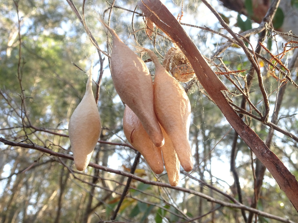 Magnificent Bolas Spider from Sydney NSW, Australia on September 29 ...