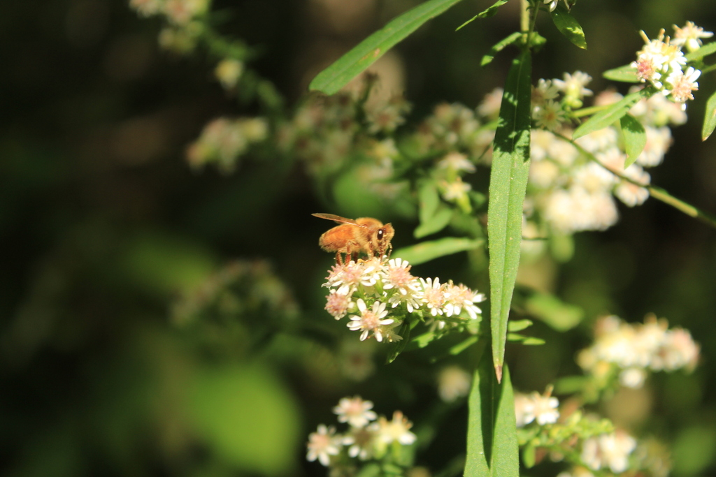 Western Honey Bee from Porter County, IN, USA on September 30, 2023 at ...