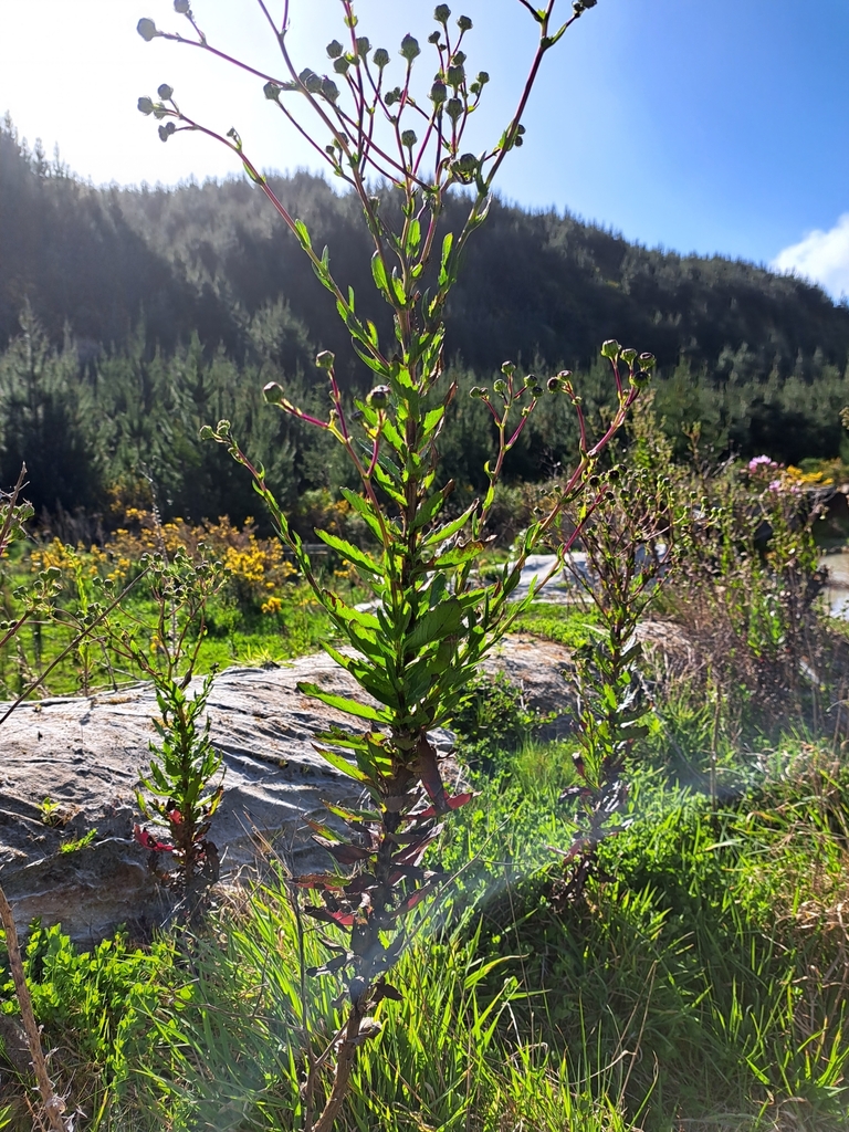 Woad-leaved ragwort from Judgeford, New Zealand on October 1, 2023 at ...