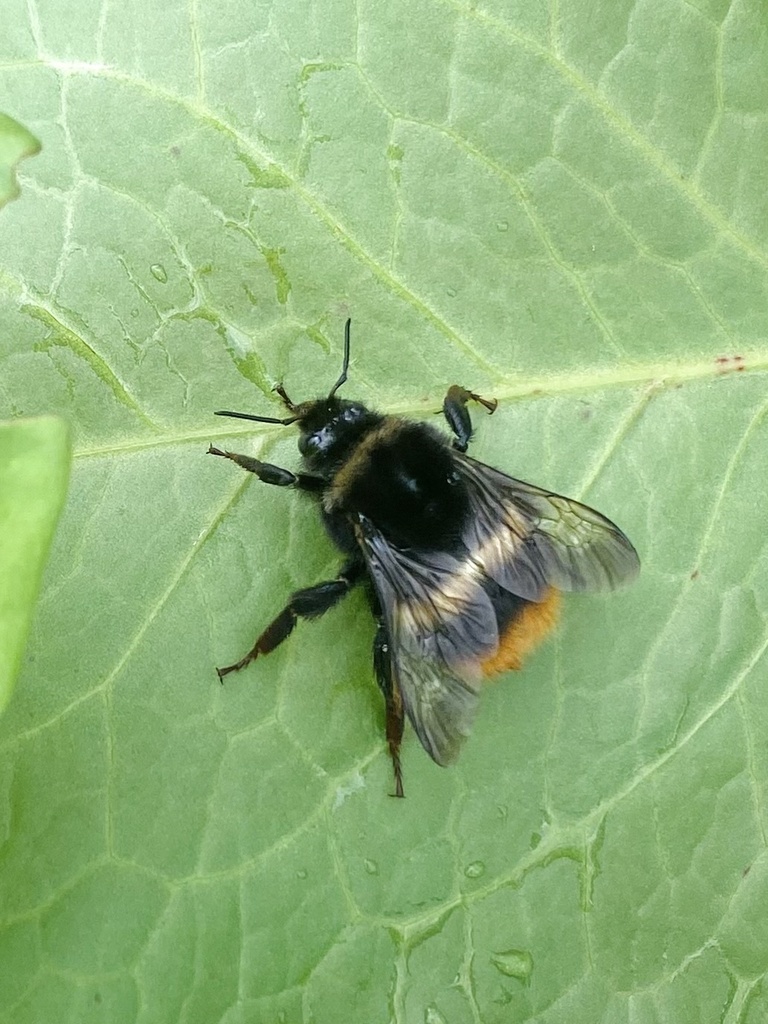 Bombus hypocrita hypocrita from 白山白川郷ホワイトロード, 大野郡白川村, 岐阜県, JP on ...