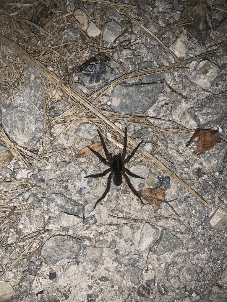 Wetland Giant Wolf Spider from Hank Sargent Rd, Prairie Grove, AR, US ...