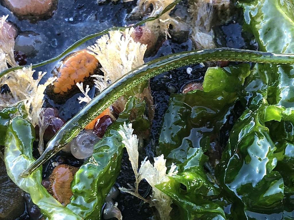 kelp pipefish from Salish Sea, Sidney, BC, CA on September 30, 2023 at ...
