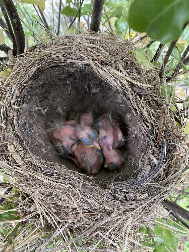 Western European Song Thrush from Te Waipounamu/South Island ...