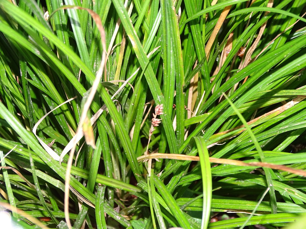 swamp sedge from Brooklyn, Wellington, New Zealand on October 1, 2023 ...