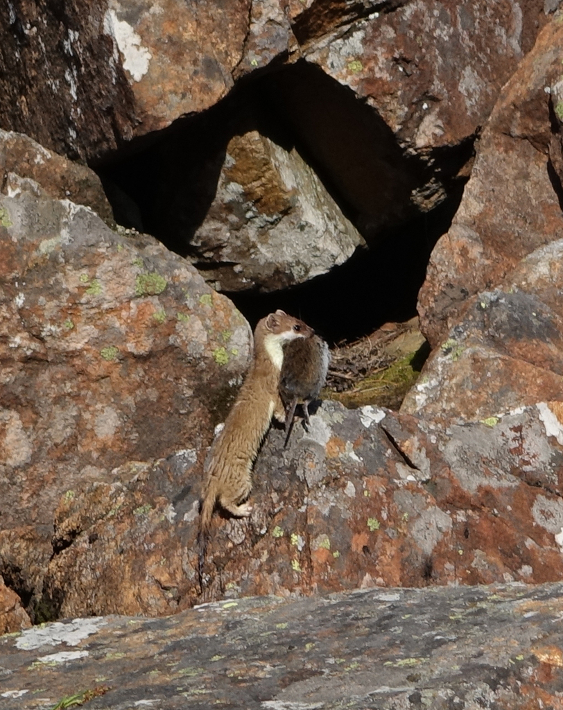 Eurasian Stoat from Russia, Krasnoyarskiy Kray, Shushenskoe District ...