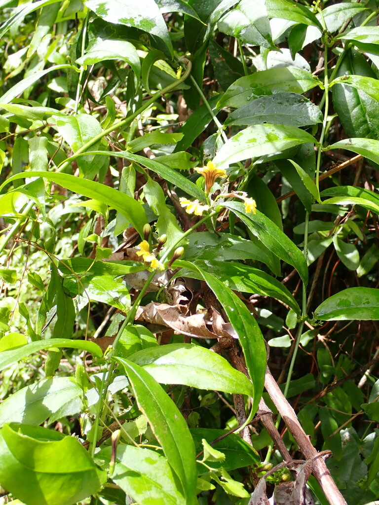 Scaevola enantophylla from Bramston Beach QLD 4871, Australia on ...