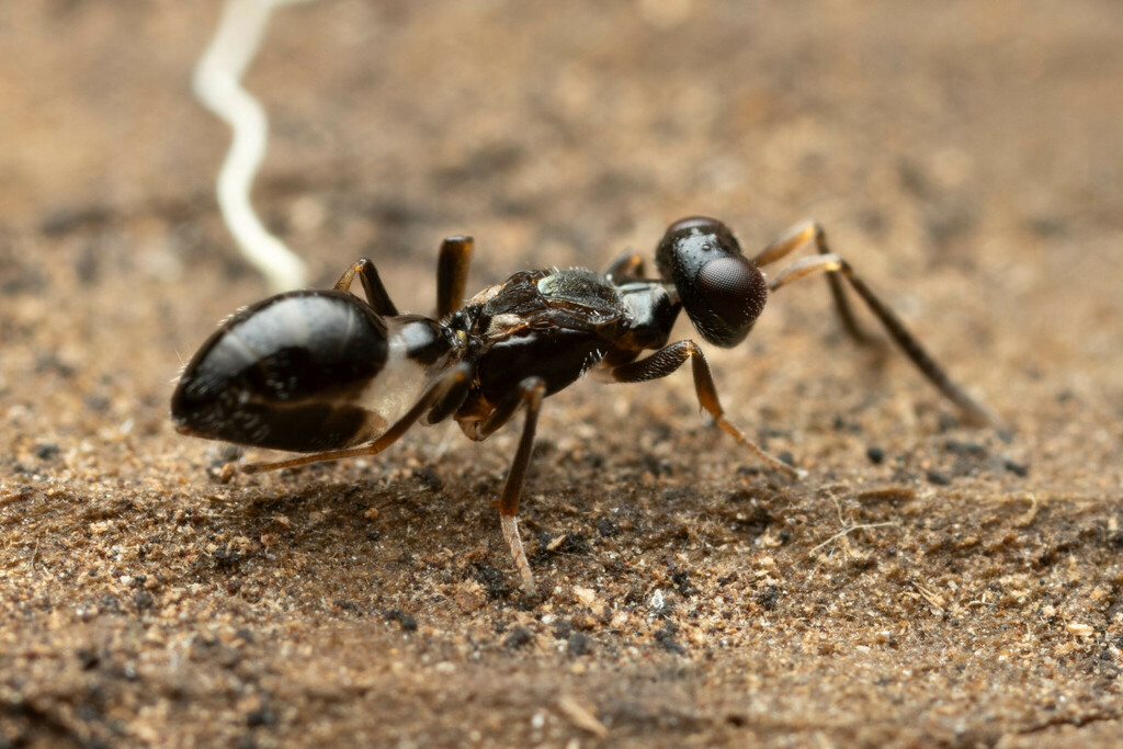Eupelmidae from Mount Byron QLD 4312, Australia on September 30, 2023 at 11:51 AM by Mark Ayers ...