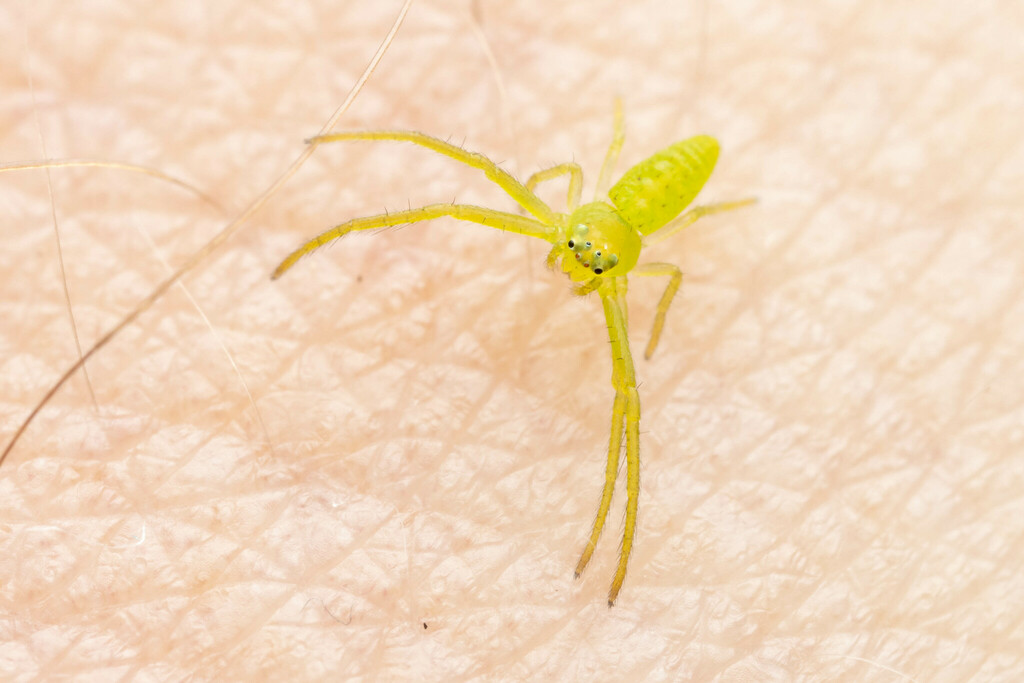 Cetratus from Mount Byron QLD 4312, Australia on September 30, 2023 at ...
