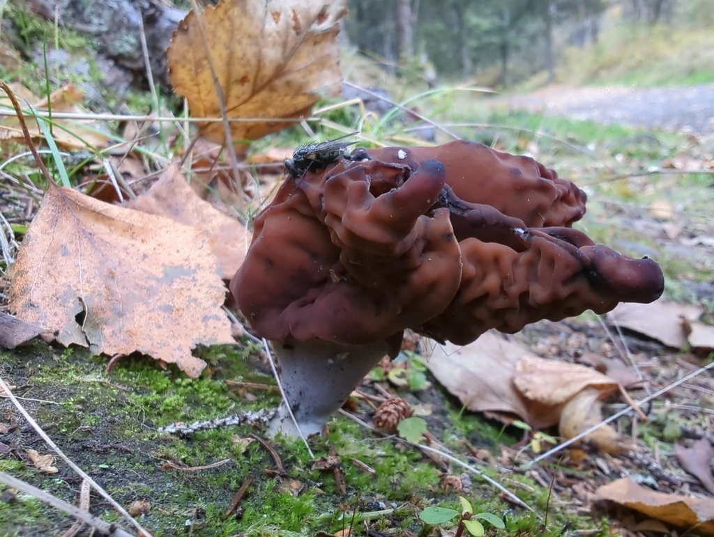 Gyromitra from Abbott Loop, Anchorage, AK 99507, USA on September 30 ...