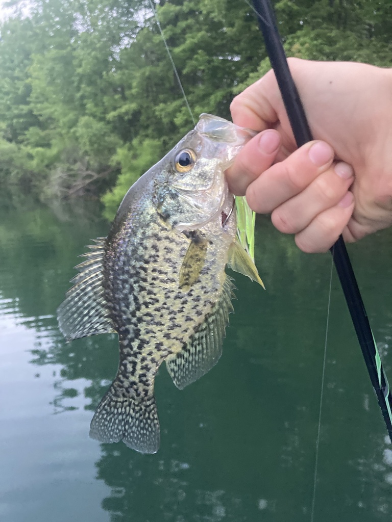 Black Crappie from Logan, Plymouth, MI, US on June 23, 2023 at 09:20 PM ...