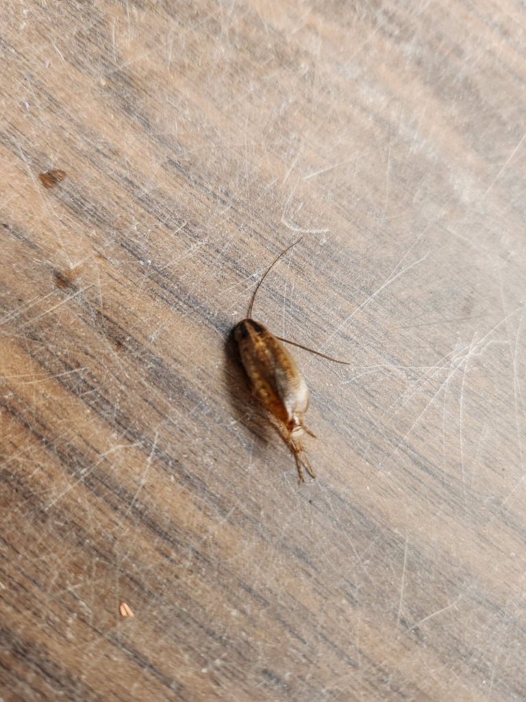 German Cockroach from Davie, FL 33317, USA on September 30, 2023 at 11: ...