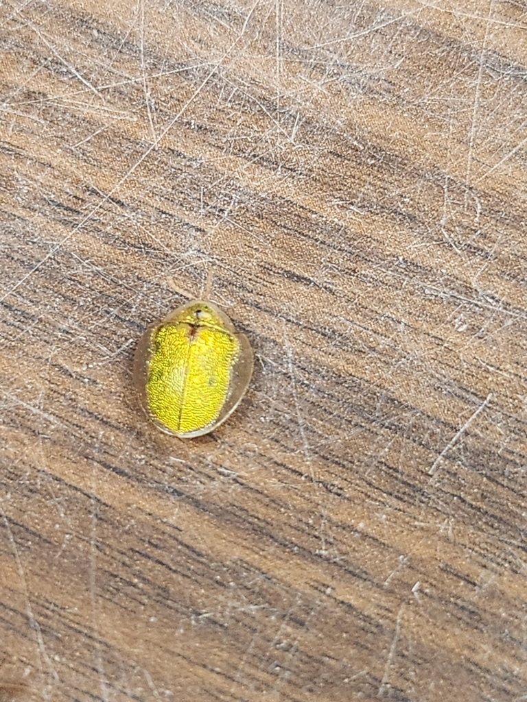 Geiger Tortoise Beetle from Davie, FL 33317, USA on September 30, 2023 ...