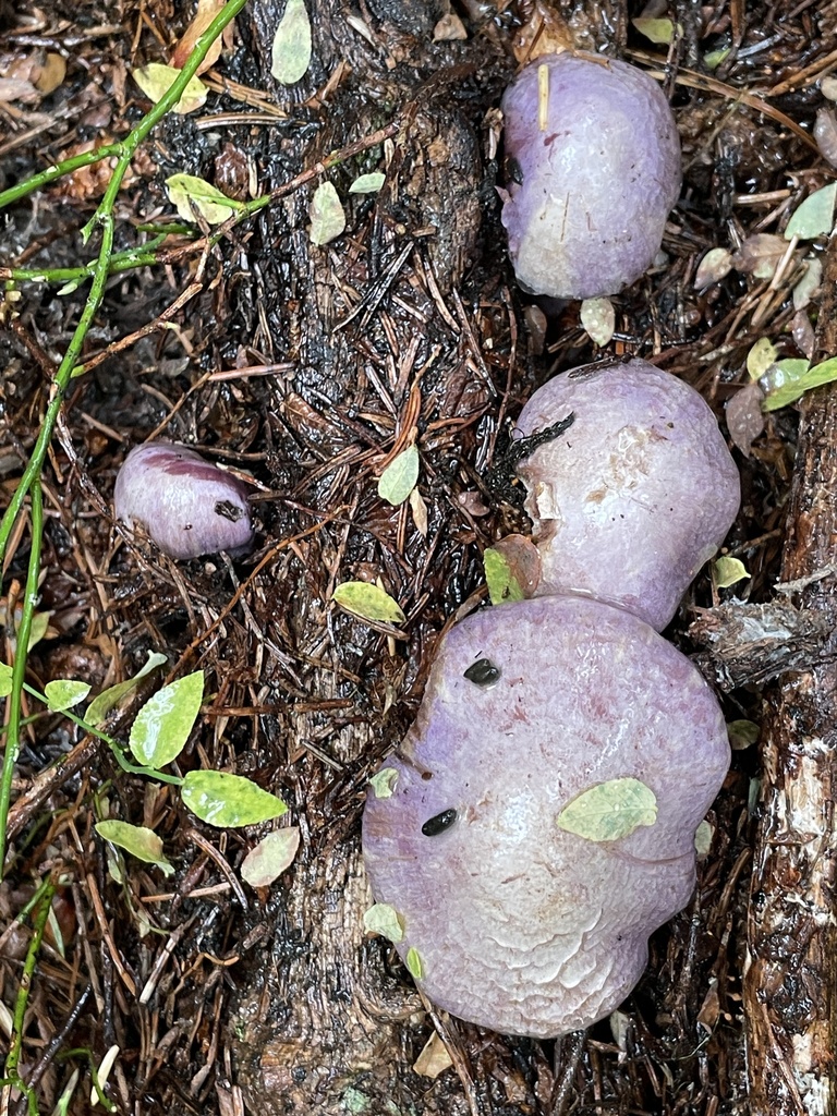 gassy webcap from Payette National Forest, New Meadows, ID, US on ...