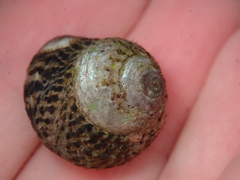 Speckled Tegula from Bird Rock tide pools, La Jolla, San Diego, CA, USA ...