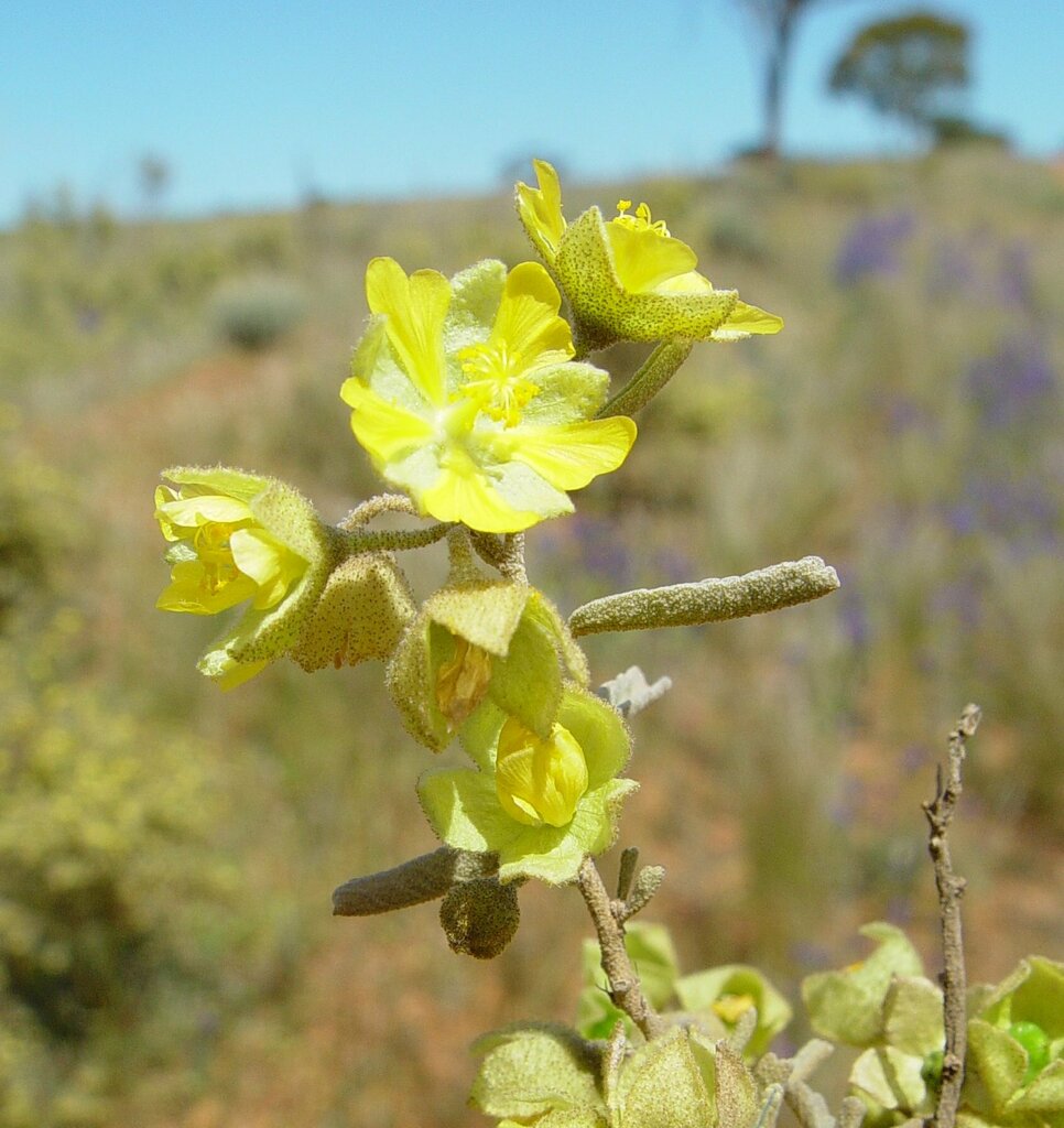 Sida calyxhymenia from Bowgada WA 6623, Australia on September 27, 2003 ...