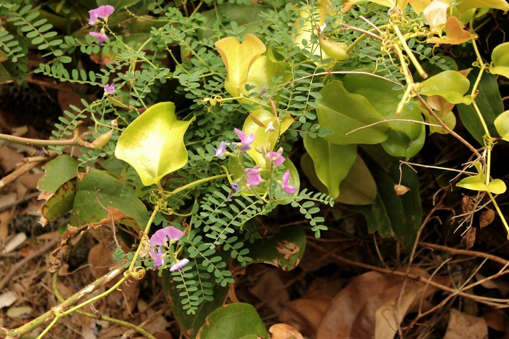 Austral Sarsaparilla from Crescent Head NSW 2440, Australia on September 23, 2023 at 12:53 PM by ...