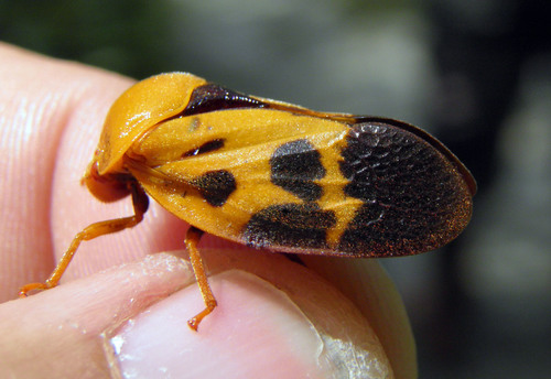 Cosmoscarta nexa · iNaturalist