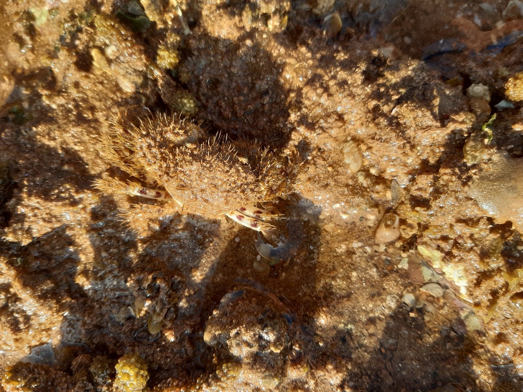 Pilumnus from Port Hedland, WA, Australia on September 20, 2023 at 07: ...