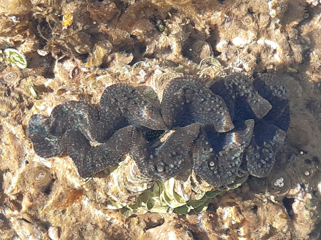 Small Giant Clam from Port Hedland, WA, Australia on September 20, 2023 ...