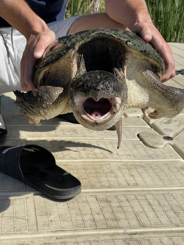 Common Snapping Turtle from Maltby Lake, Brighton, MI, US on August 16 ...