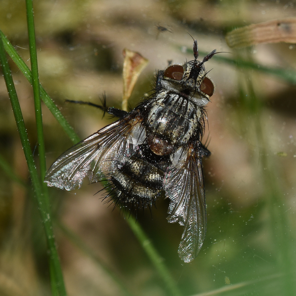 Smidtia amoena from Powiat oleśnicki, Polska on June 3, 2023 at 05:24 ...