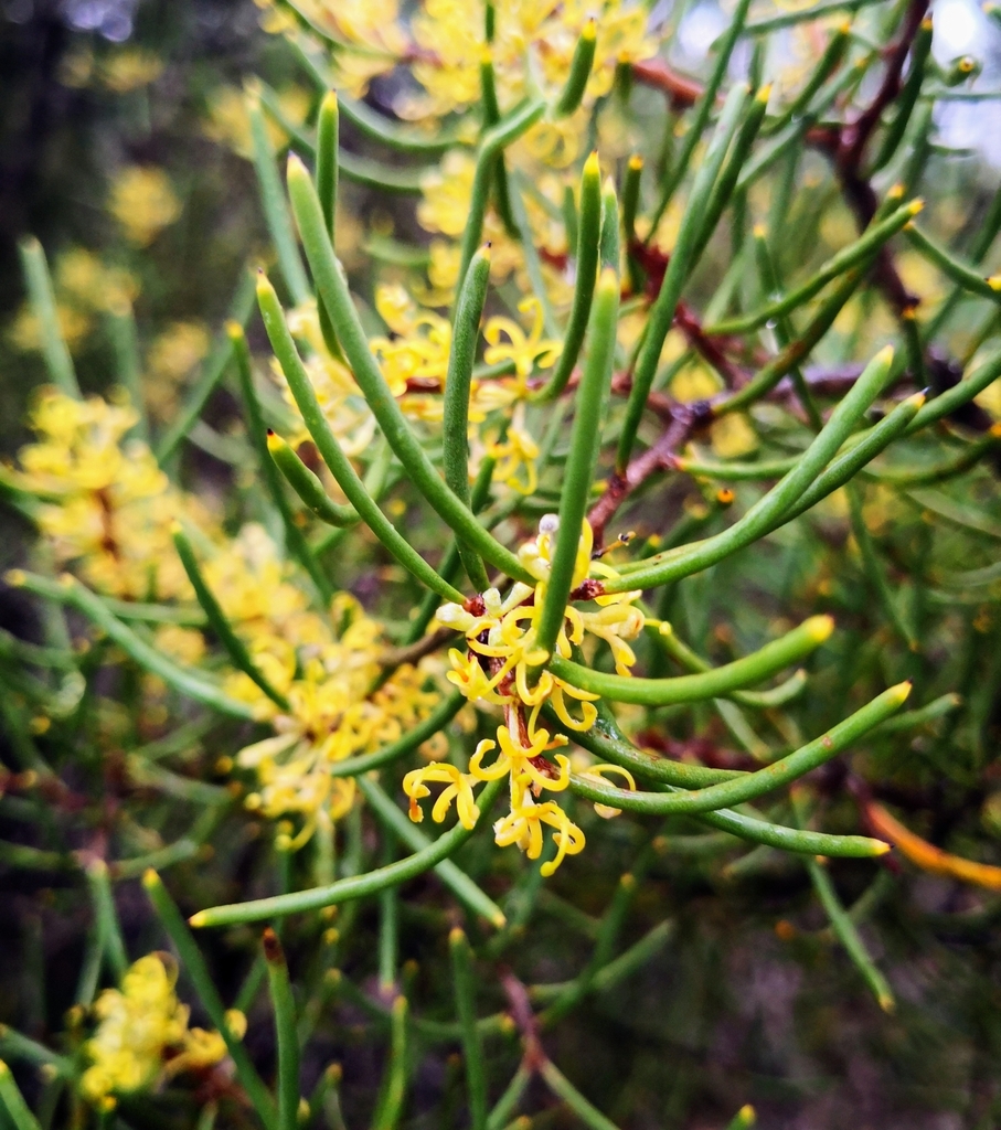 Pincushion trees from Lake St Clair TAS 7140, Australia on September 30 ...