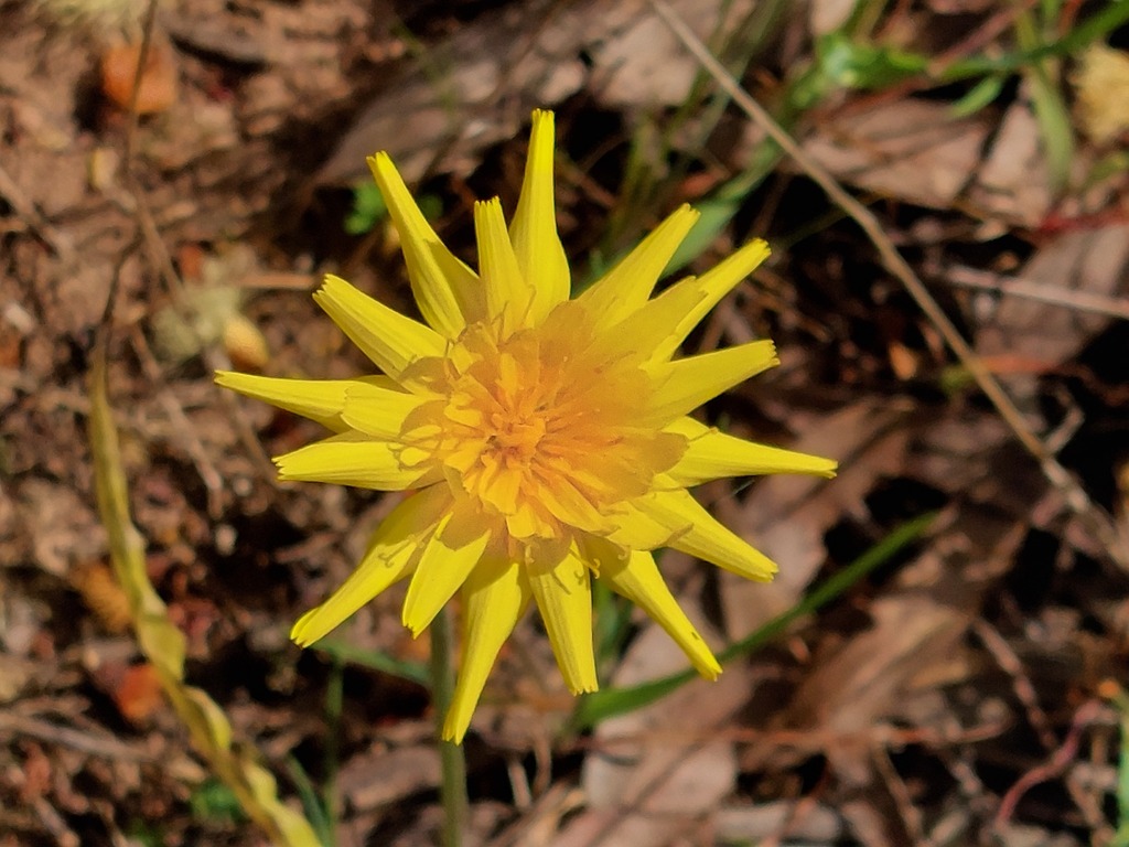 Murnong (Microseris walteri) - Botanical Realm