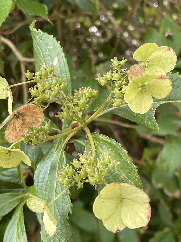 Chinese Hydrangea from 陽明山國家公園, 士林區, TPE, TW on October 1, 2023 at 11: ...