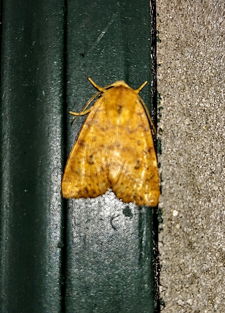 Dotted Sallow from Cosby, TN 37722, USA on September 24, 2023 at 11:57 ...
