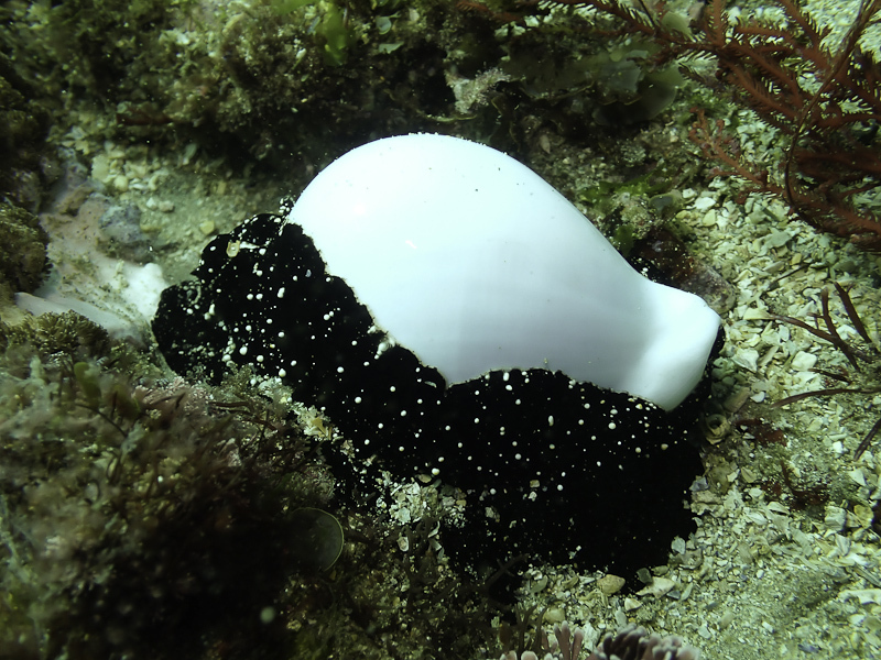 Common Egg Cowry from Tweed - Tweed-Heads, AU-NS, AU on October 1, 2023 ...
