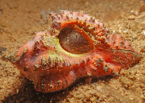 Hexaplex stainforthi · iNaturalist Mexico