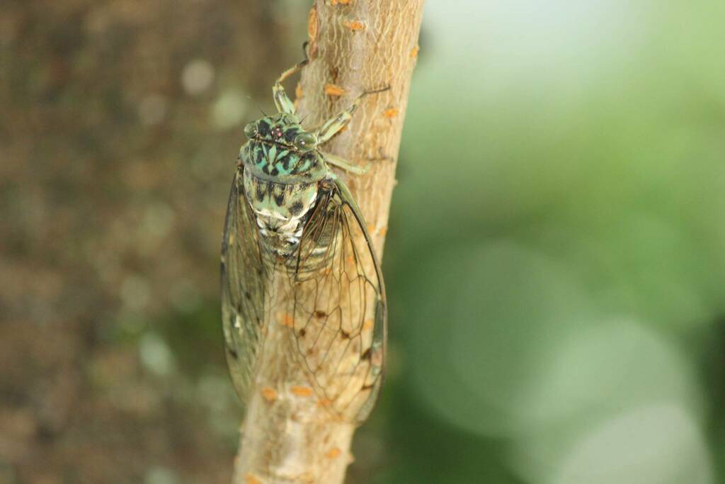 Robust Cicada from 蓮生寺公園通り三番街 on August 19, 2023 at 11:12 AM by 登坂久雄 ...